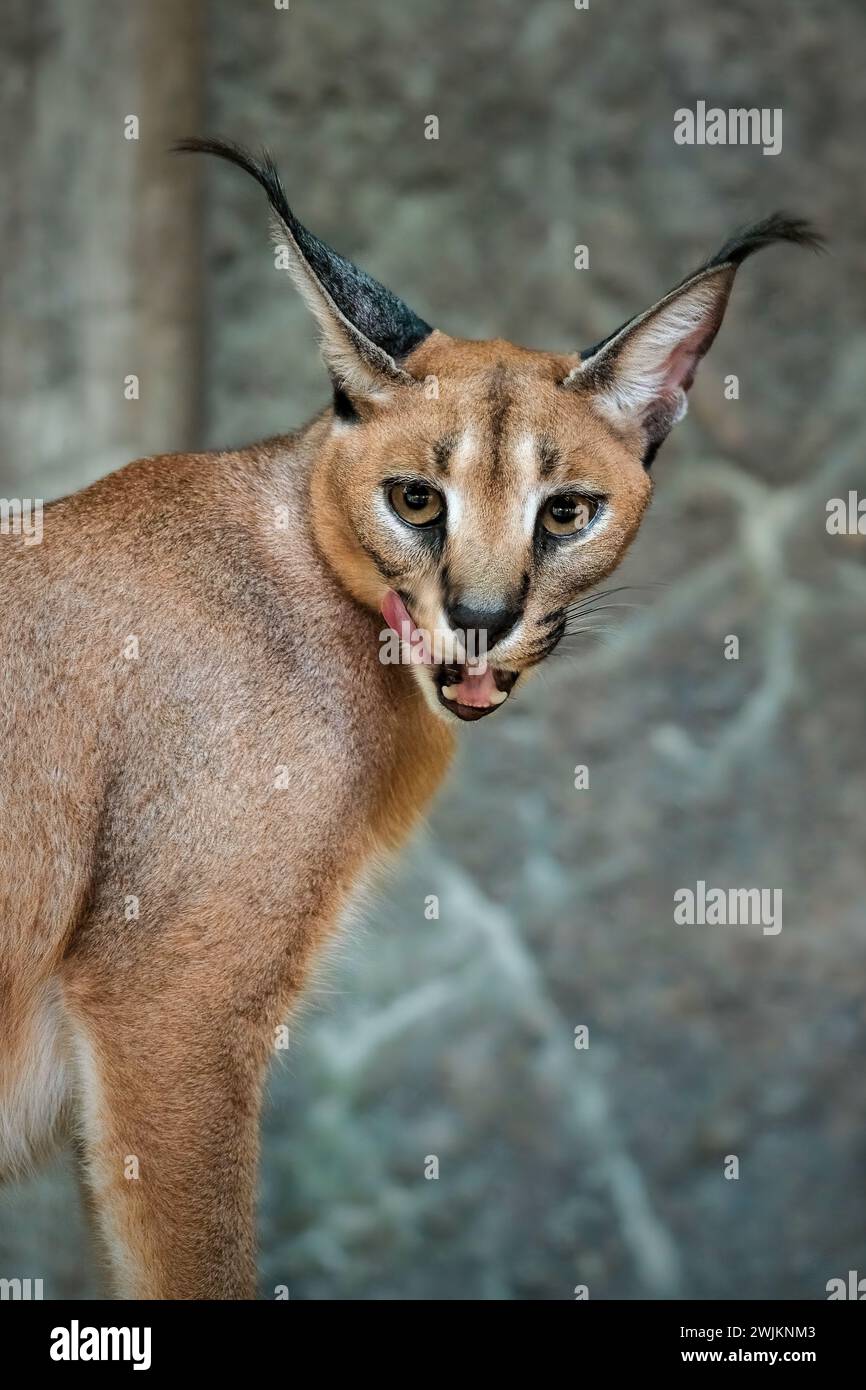 Caracal portrait felis caracal hi-res stock photography and images - Alamy