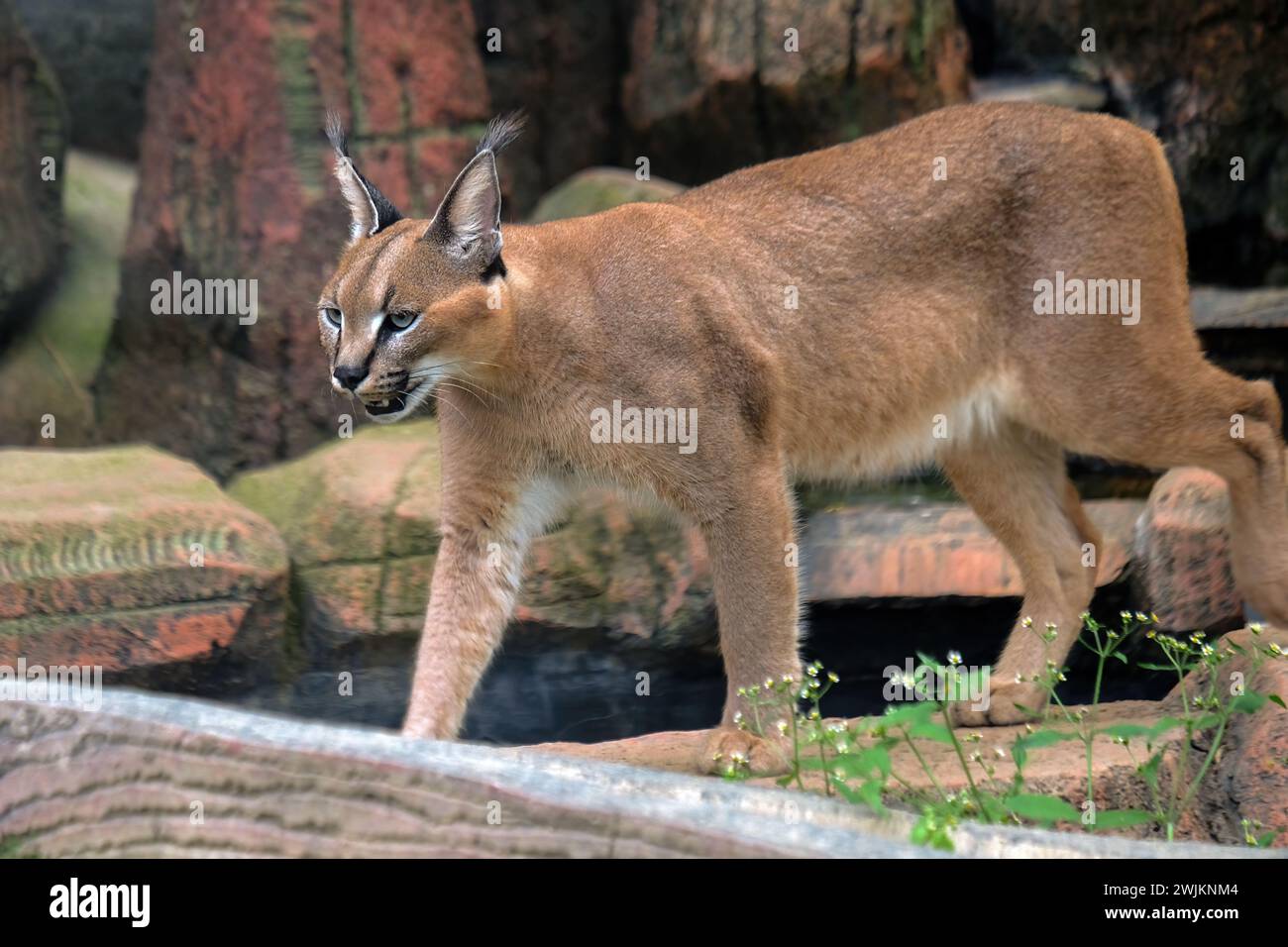 Caracal portrait felis caracal hi-res stock photography and images - Alamy