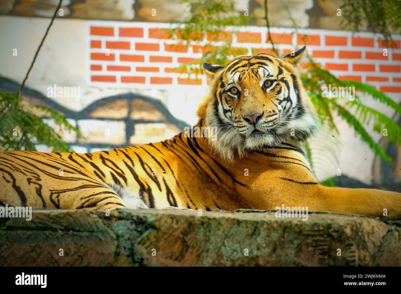 Royal bengal tiger bangladesh hi-res stock photography and images - Alamy