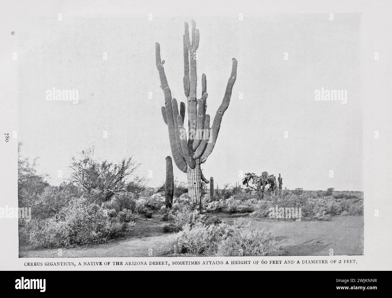 Cereus giganticus hi-res stock photography and images - Alamy