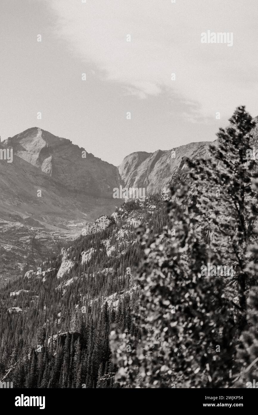 Alpine evergreen forest in Rocky Mountain National Park in Colorado ...