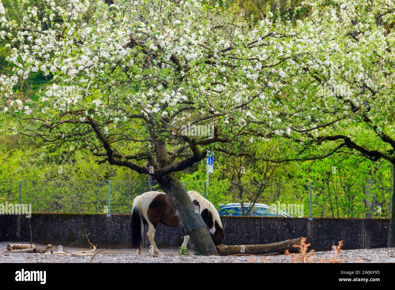 Pony under blooming apple tree in garden at spring Stock Photo - Alamy