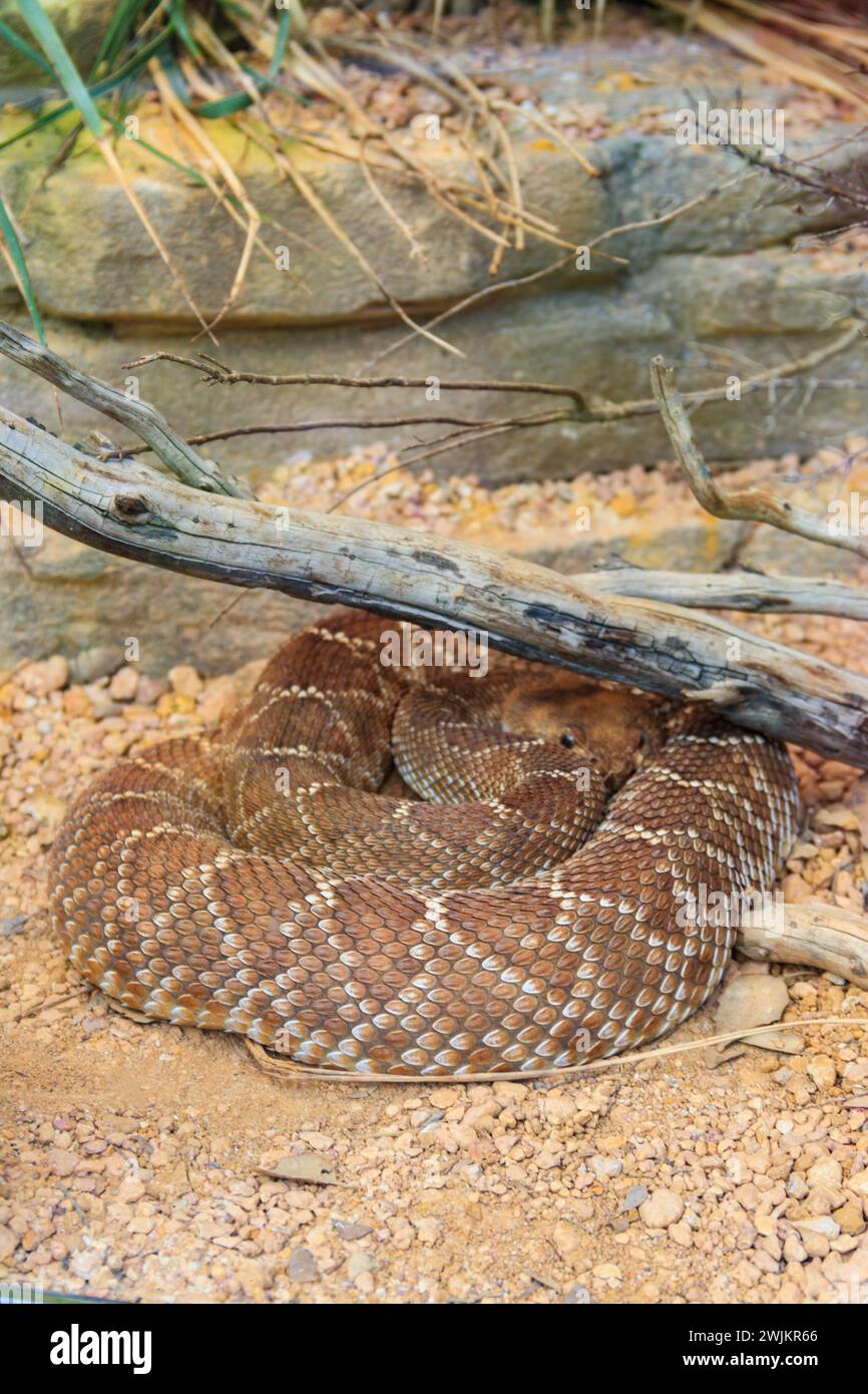 Red diamond rattlesnake (Crotalus ruber). Venomous pit viper species ...