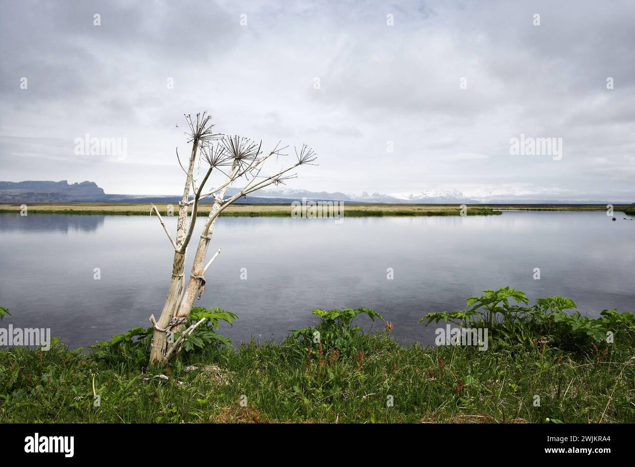 Dead plant image hi-res stock photography and images - Alamy