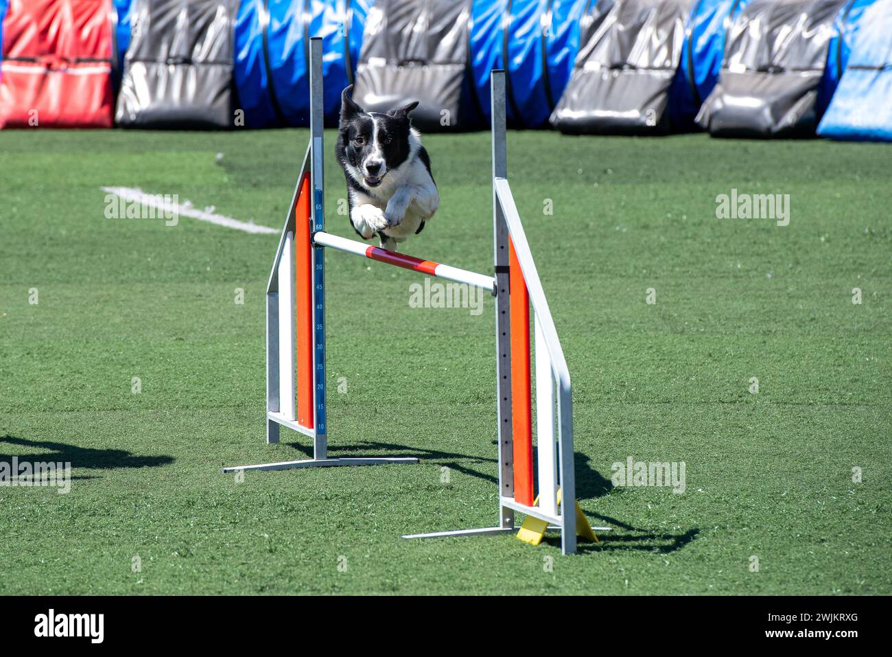 Border collie dog in agility course Stock Photo - Alamy