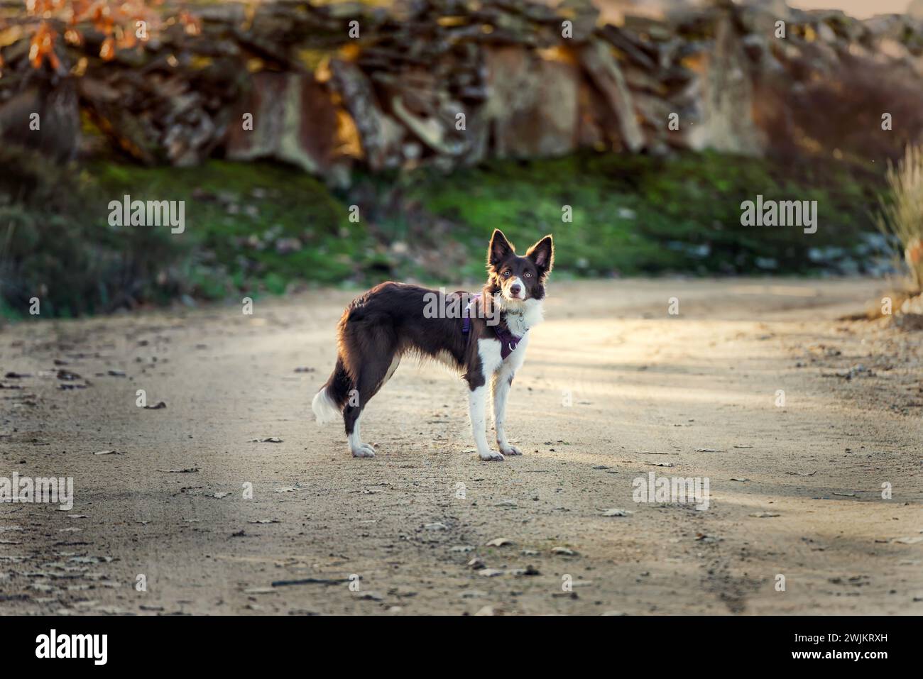Border Collie brown in the patch Stock Photo - Alamy