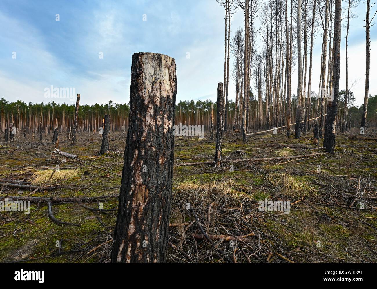 16 February 2024, Brandenburg, Beelitz: Burnt trees on a forest fire ...