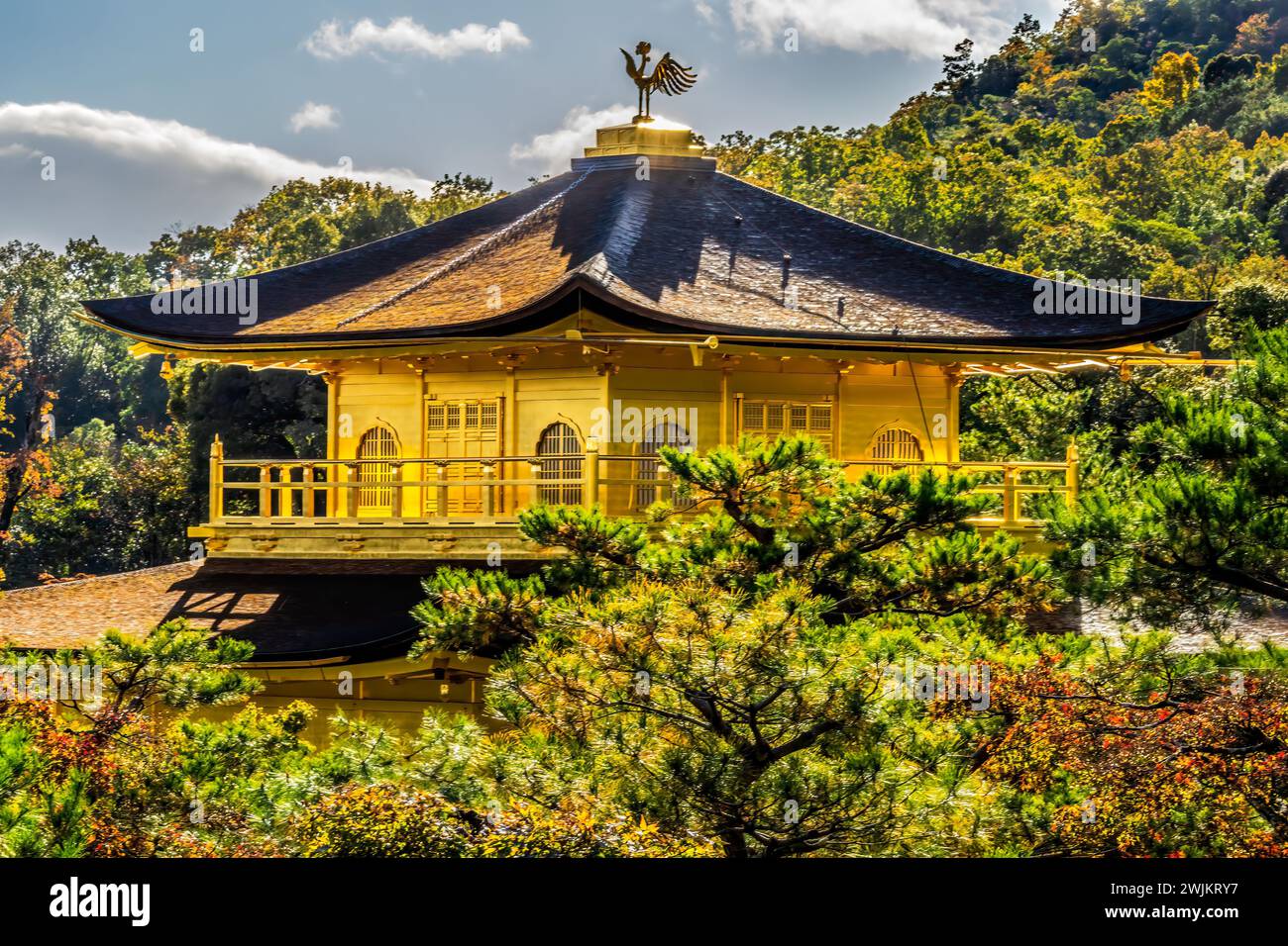 Fall Leaves Kinkaku-Ji Golden Pavilion Buddhist Temple Kyoto Japan ...