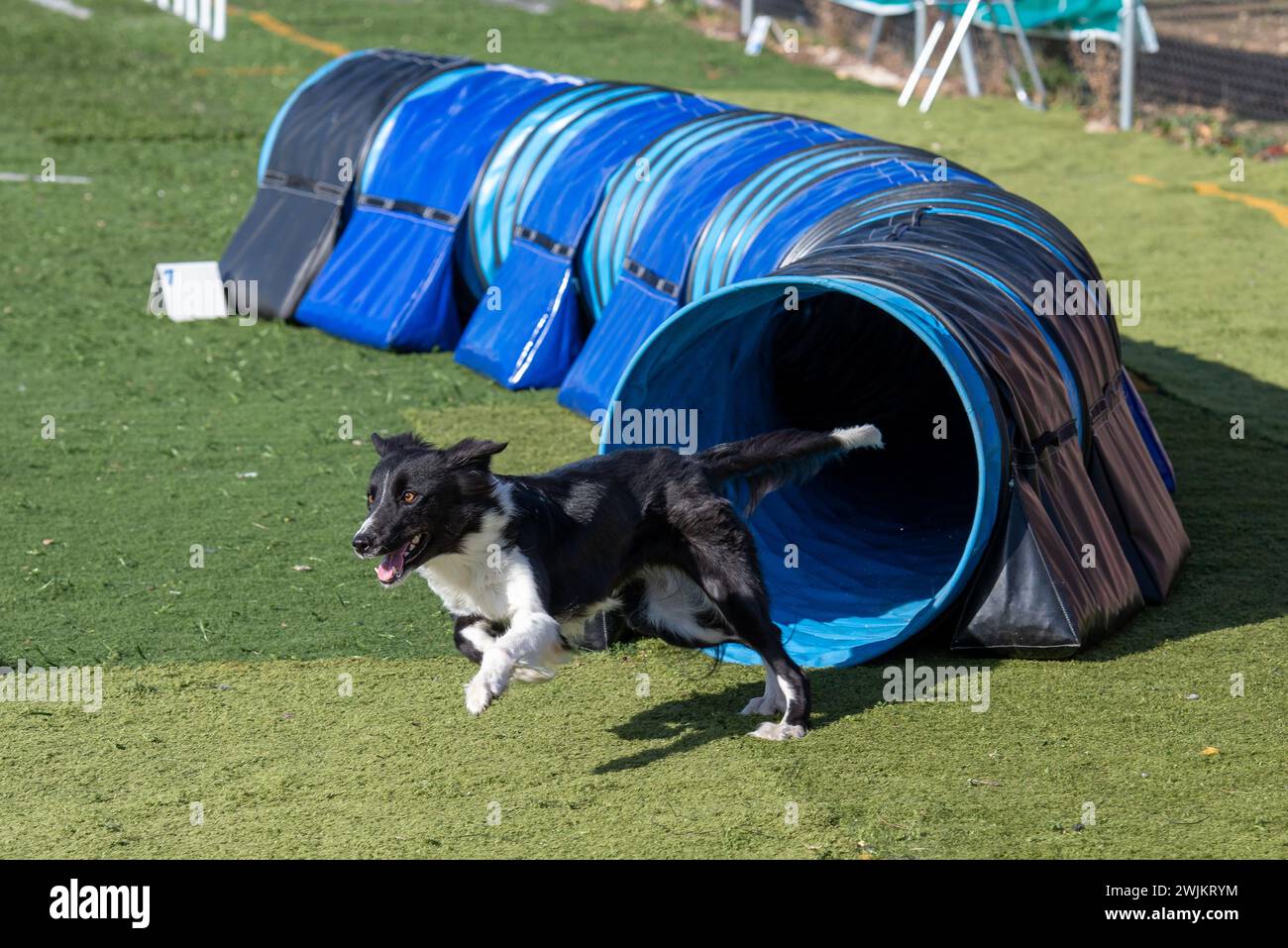 Border collie in agility course Stock Photo - Alamy