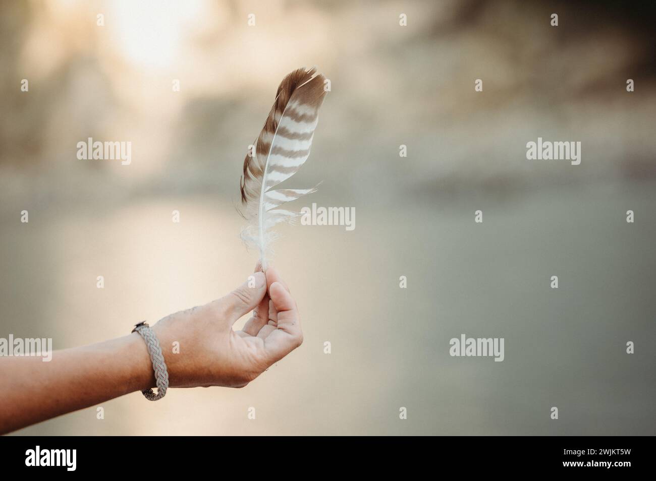 Hand holding feather in the glowing sunlight and water Stock Photo - Alamy