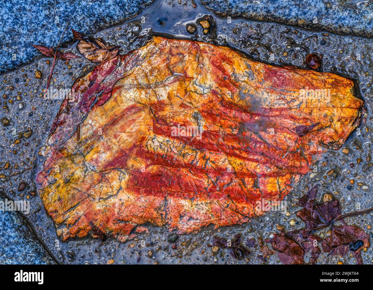 Colorful Stone Walkway Fall Leaves Kinkaku-Ji Golden Temple Kyot Stock ...