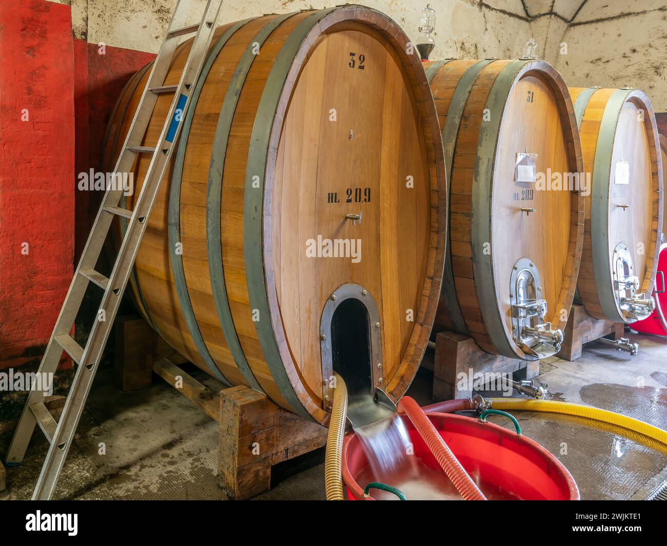 A large wooden barrel for aging wine is washed and disinfected in a ...