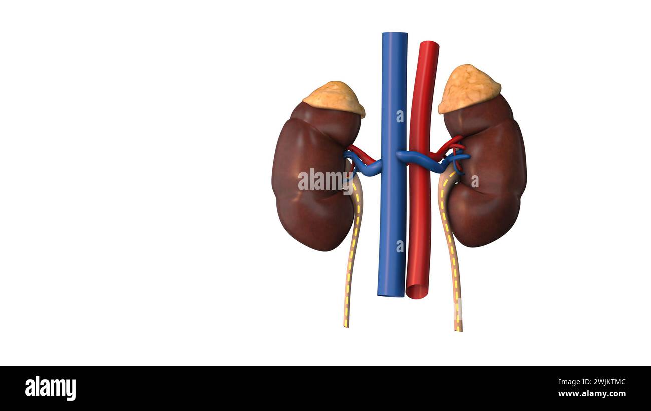 Human Kidney urine flow circulation system Stock Photo - Alamy