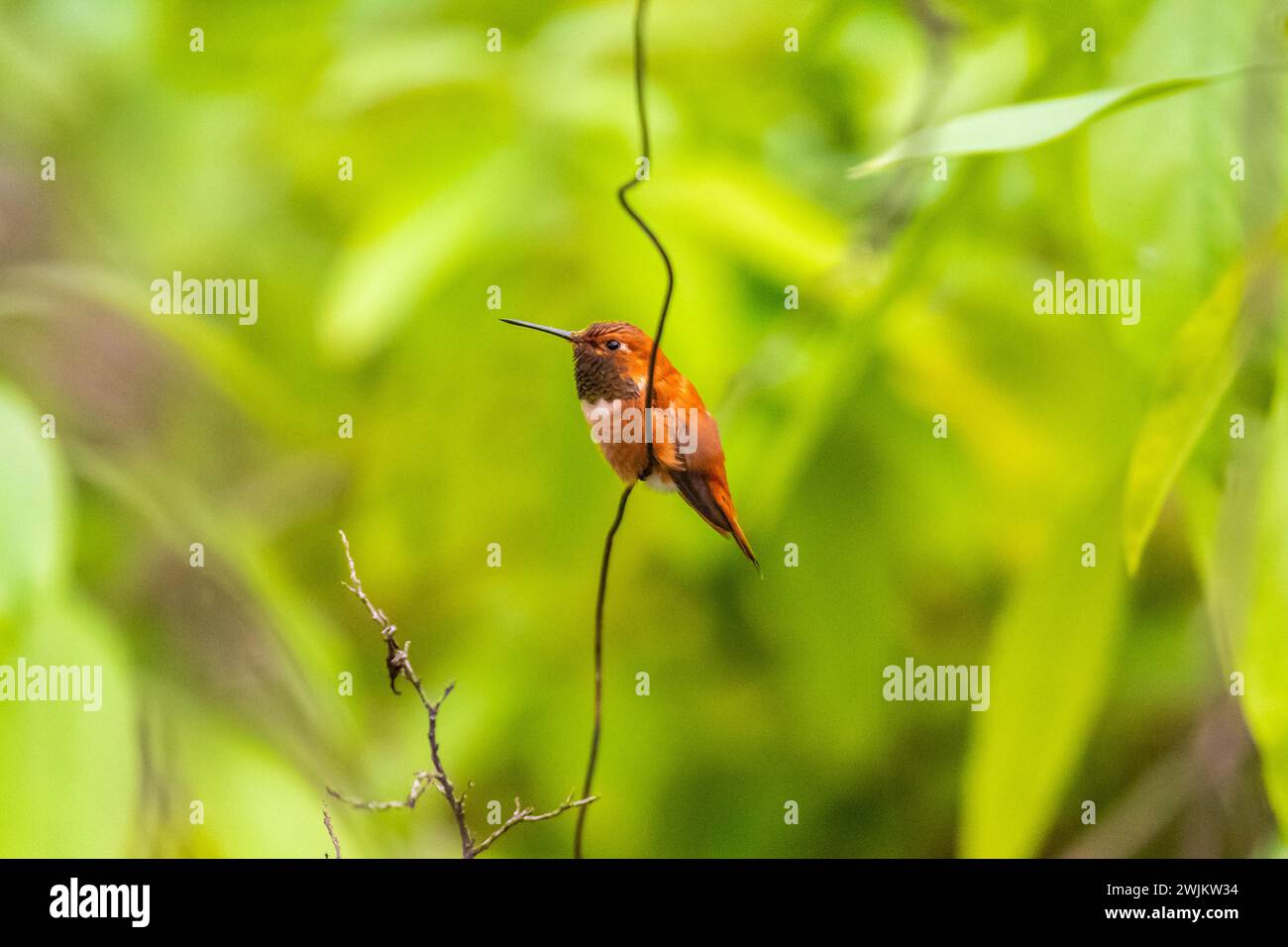 Hummingbird rocky mountain hi-res stock photography and images - Alamy