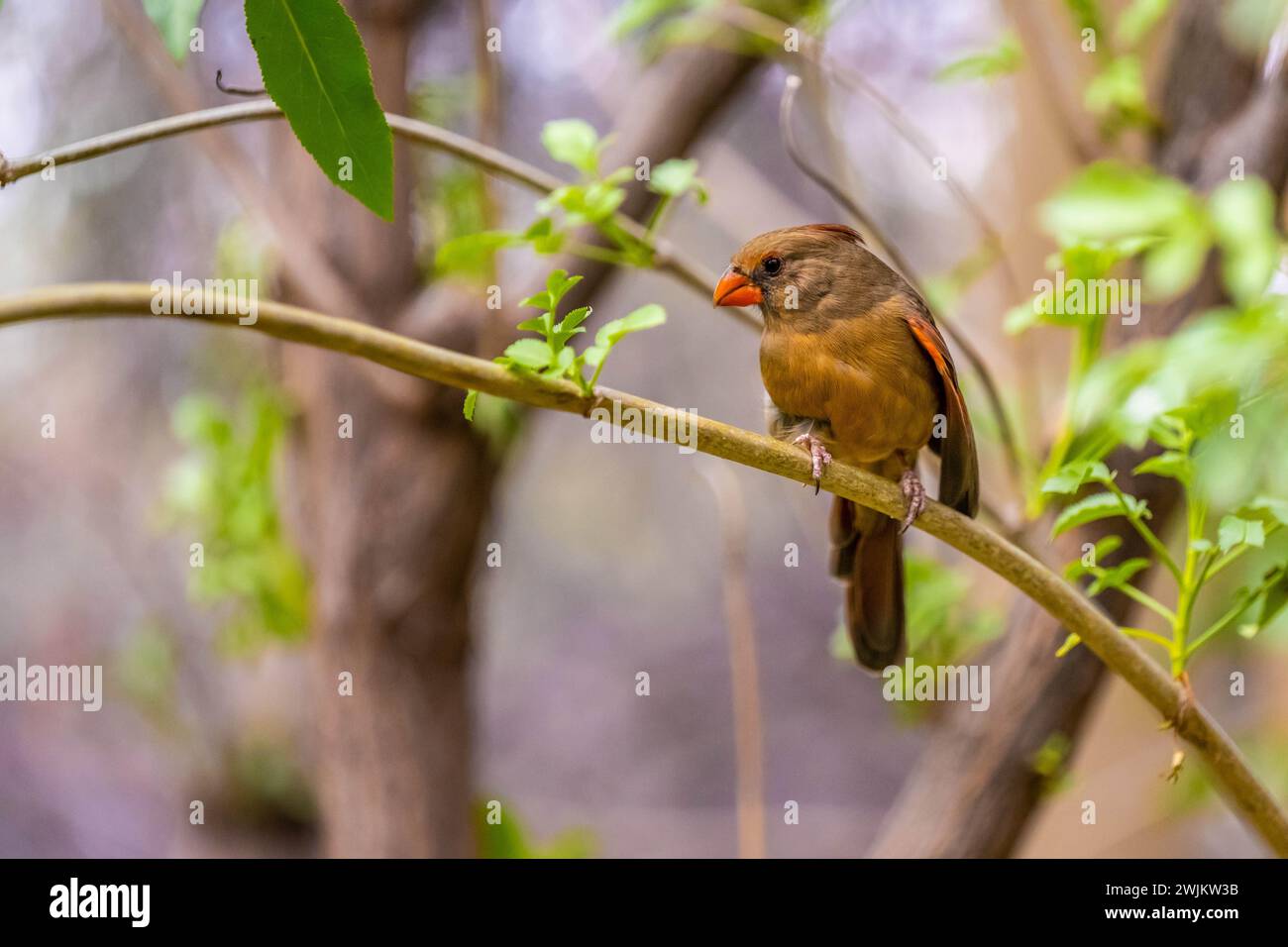 A Northern Cardinal in Tucson, Arizona Stock Photo - Alamy