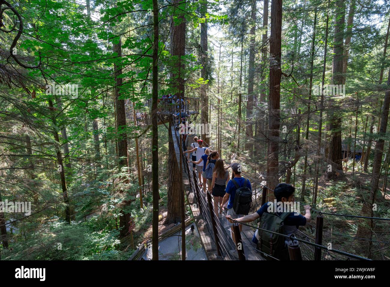 People Crossing A Treetop Suspension Bridge Stock Photo - Alamy