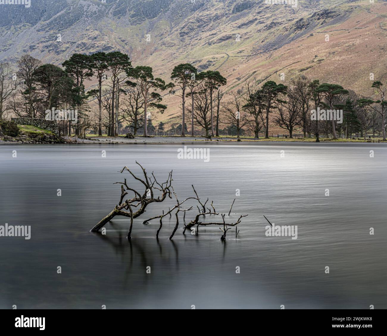 Buttermere lone tree hi-res stock photography and images - Alamy