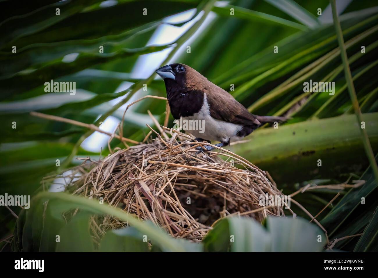 Javan Munia (Lonchura leucogastroides) and nest Stock Photo - Alamy