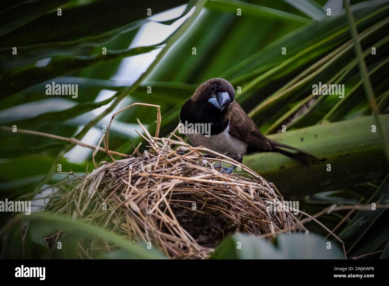 Javan Munia (Lonchura leucogastroides) and nest Stock Photo - Alamy