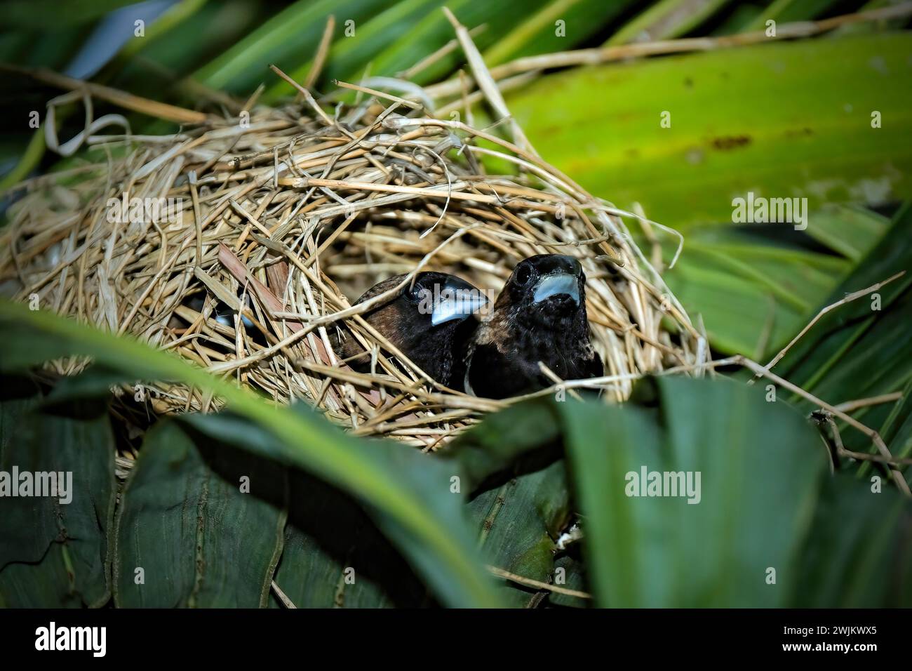 Javan Munia (Lonchura leucogastroides) and nest Stock Photo - Alamy