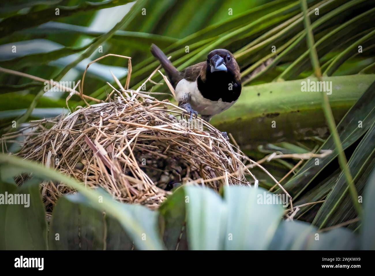 Javan Munia (Lonchura leucogastroides) and nest Stock Photo - Alamy