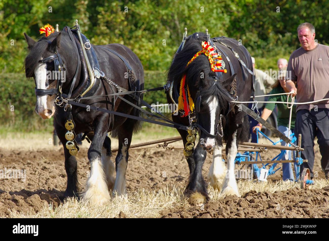 Horse Drawn, Ploughing, St George, Conwy, North Wales, United Kingdom ...