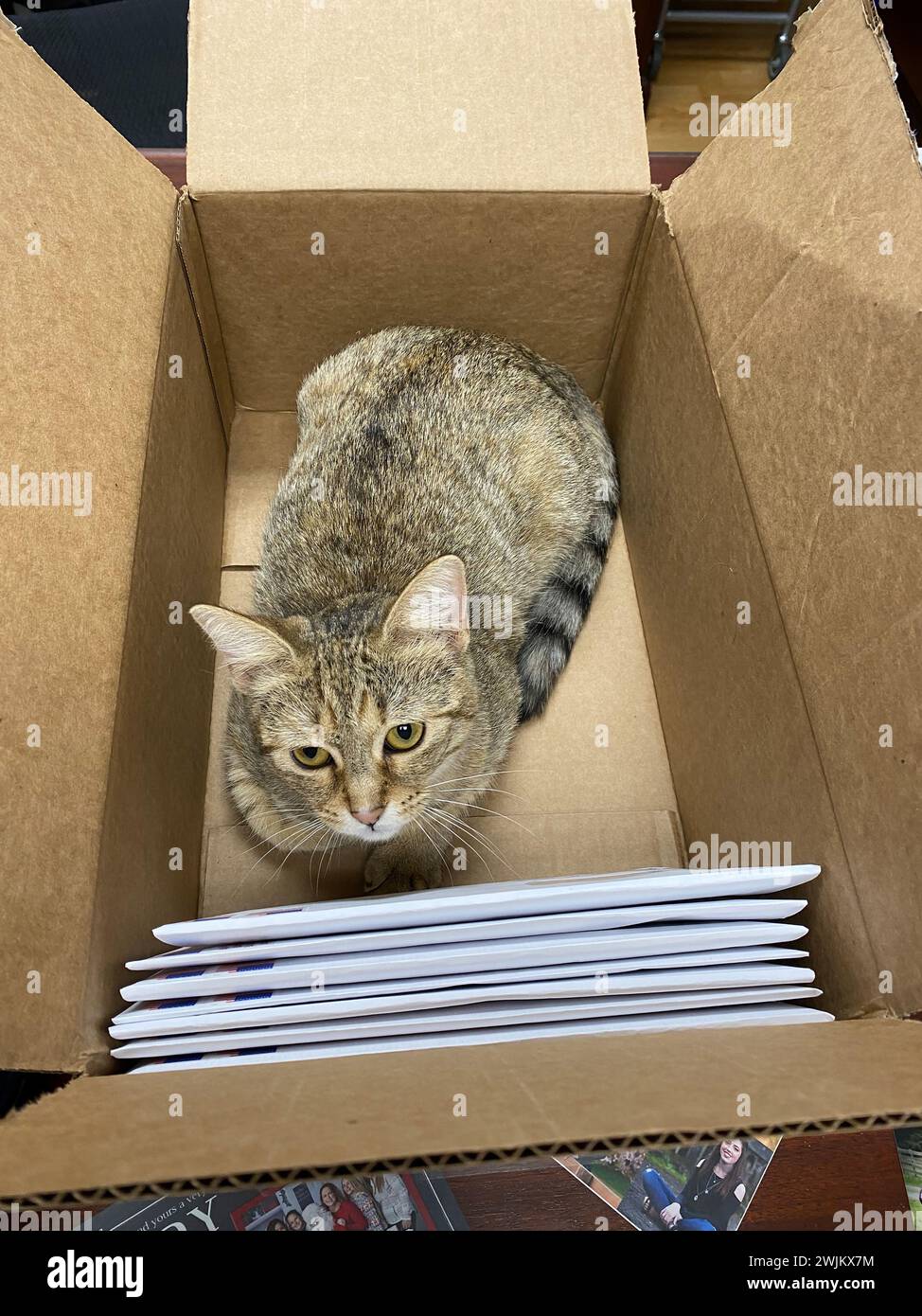 Cat sitting in cardboard box with envelopes Stock Photo - Alamy