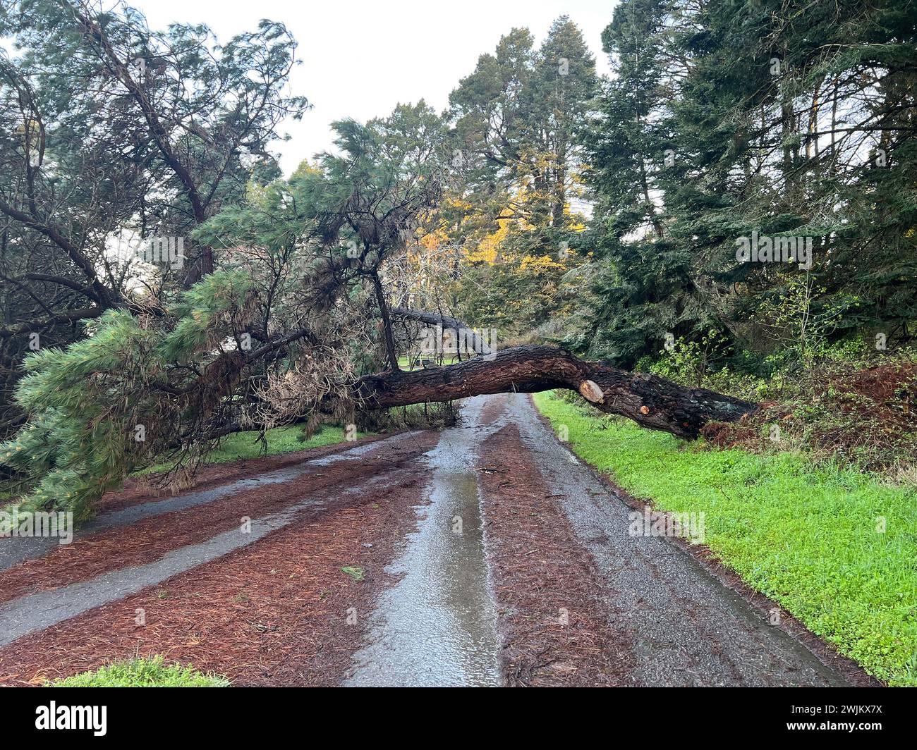 Large pine tree fell across driveway in winter Stock Photo - Alamy