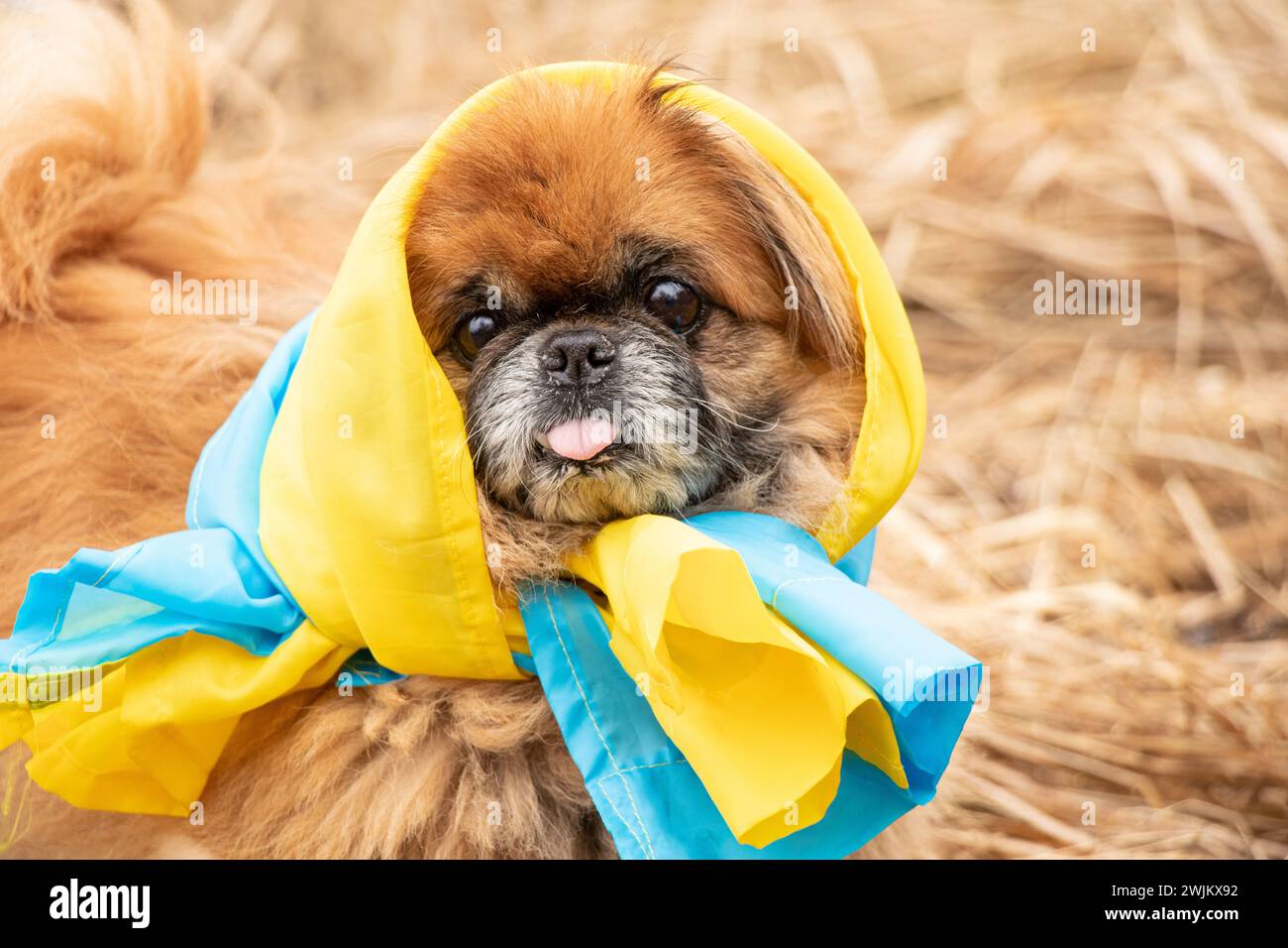 A Pekingese dog is wrapped in the blue and yellow flag of Ukraine on ...