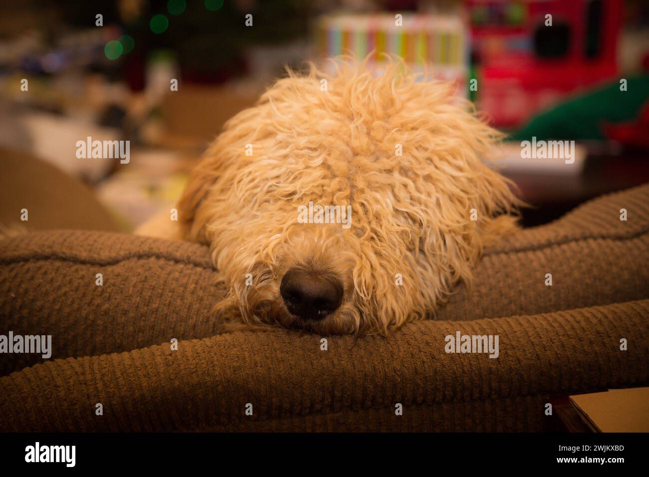 Adorable fluffy dog peacefully napping hi-res stock photography and ...