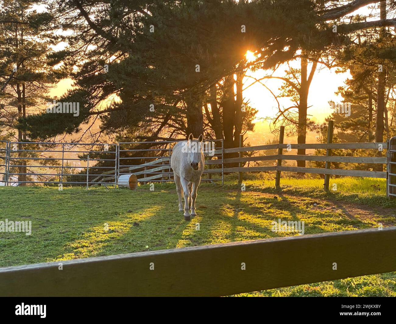 Horse in pasture with sunset Stock Photo - Alamy