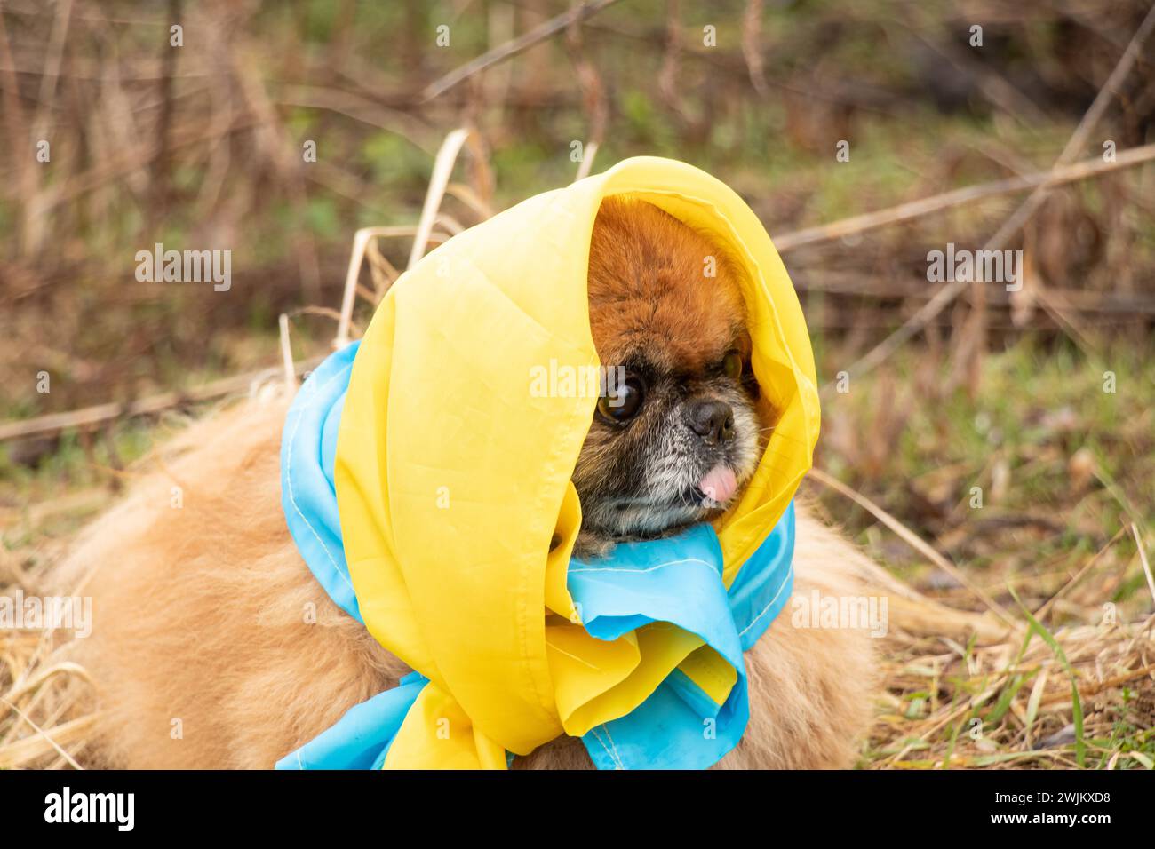 A Pekingese dog is wrapped in the blue and yellow flag of Ukraine on ...