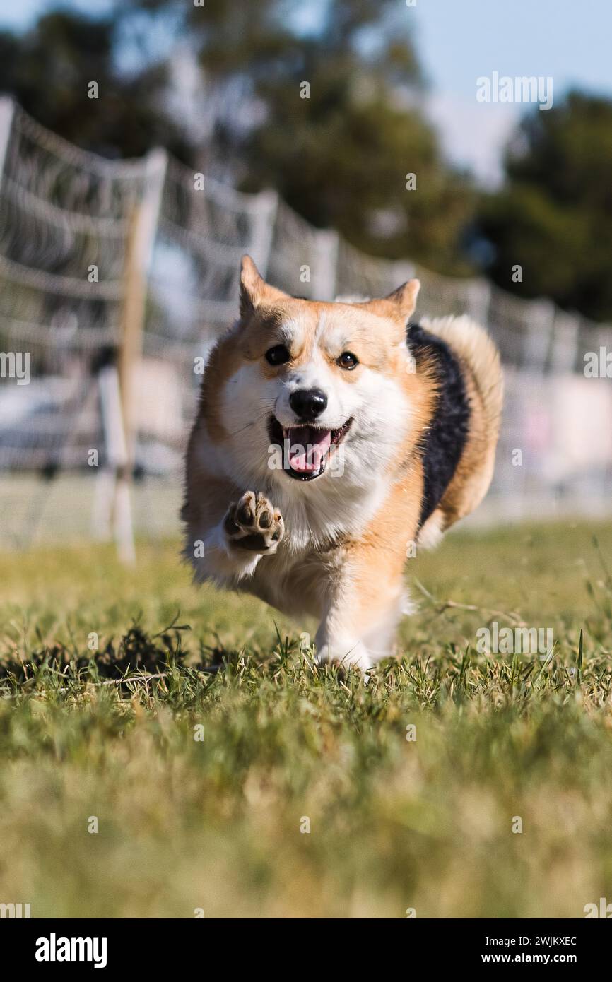 Fluffy corgi hi-res stock photography and images - Alamy
