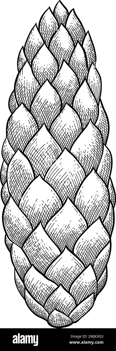 Hazelnut, hard shelled filberts. Whole scattered cobnuts composition ...