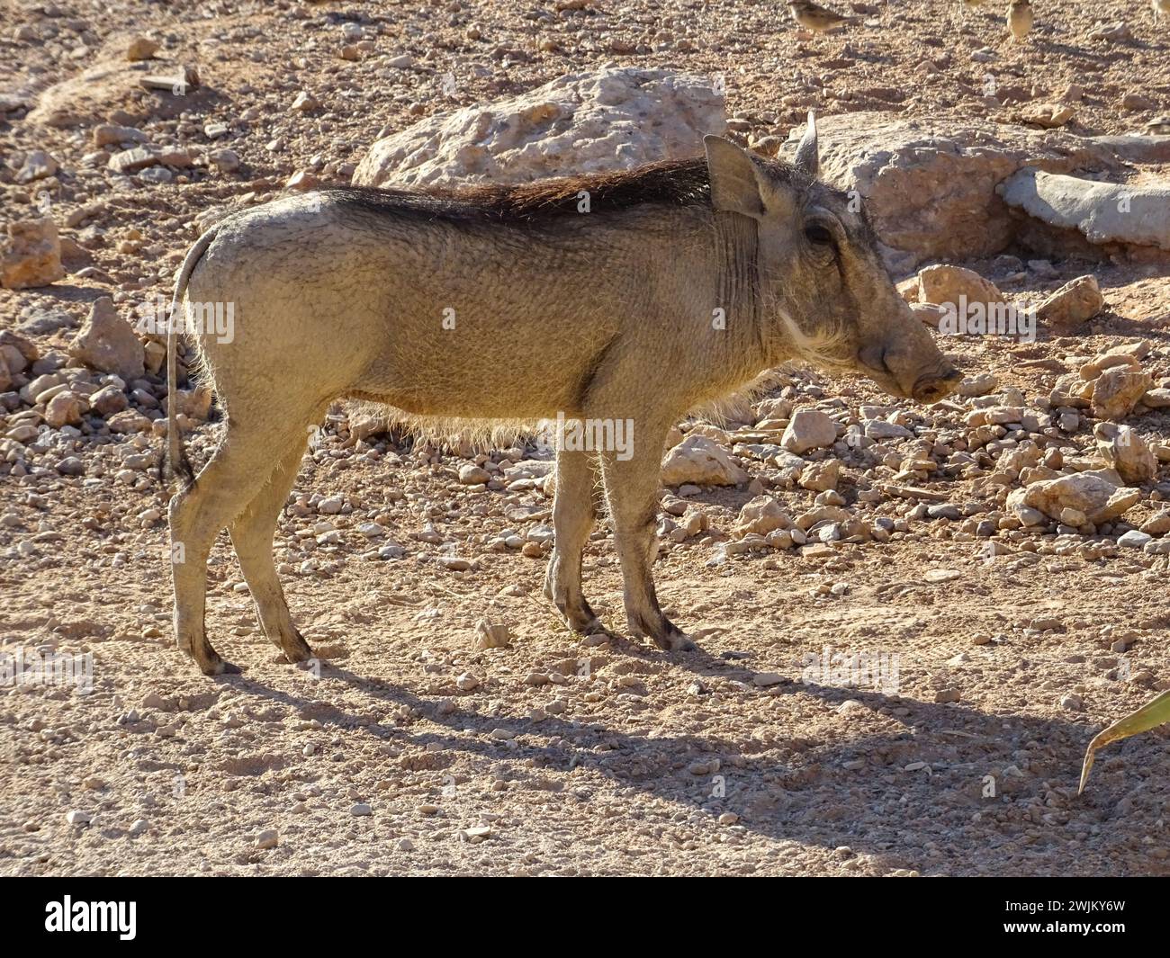 A warthog (Phacochoerus africanus) in the namibian arid desert. Side ...
