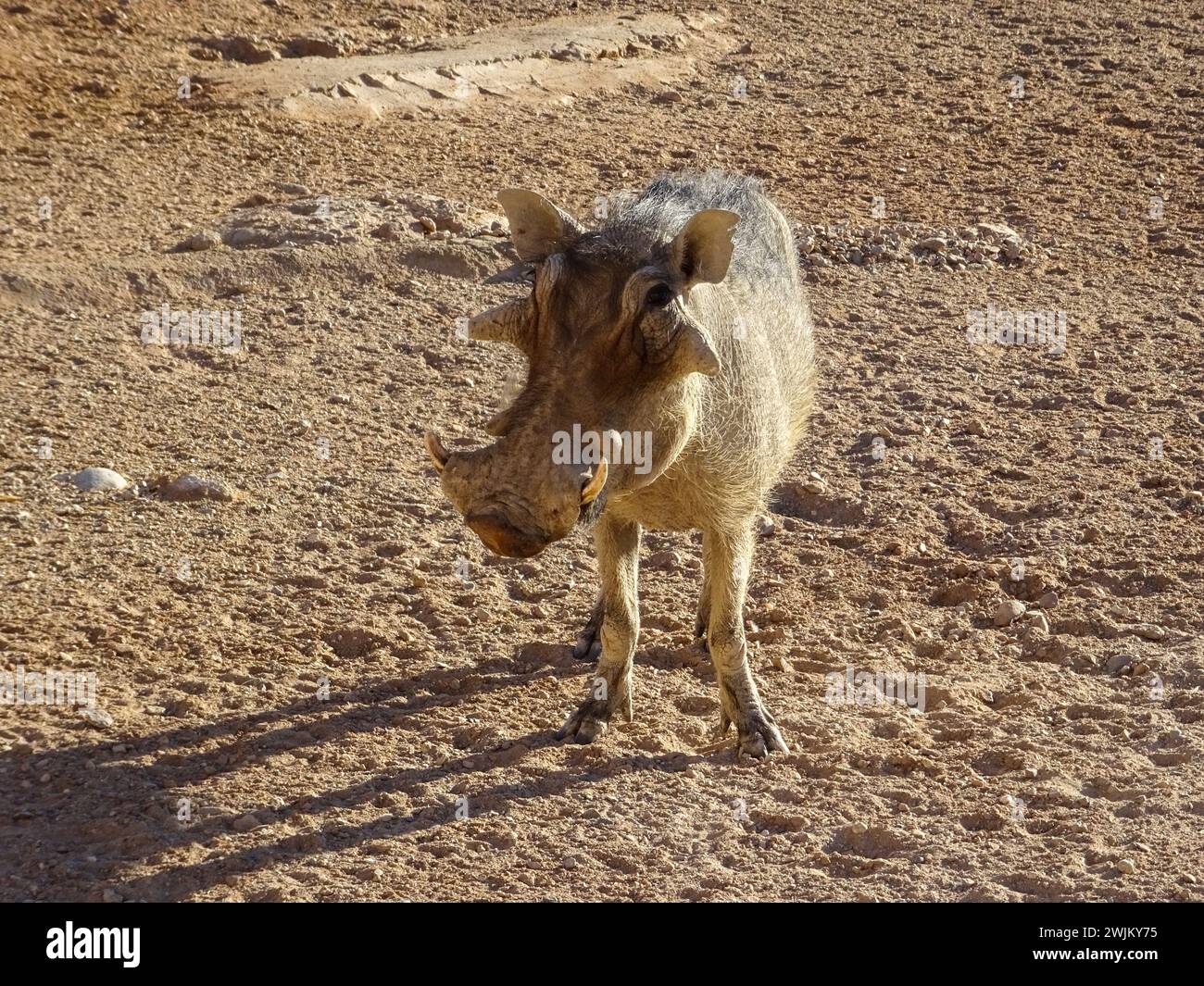 A warthog (Phacochoerus africanus) in the namibian arid desert. Front ...