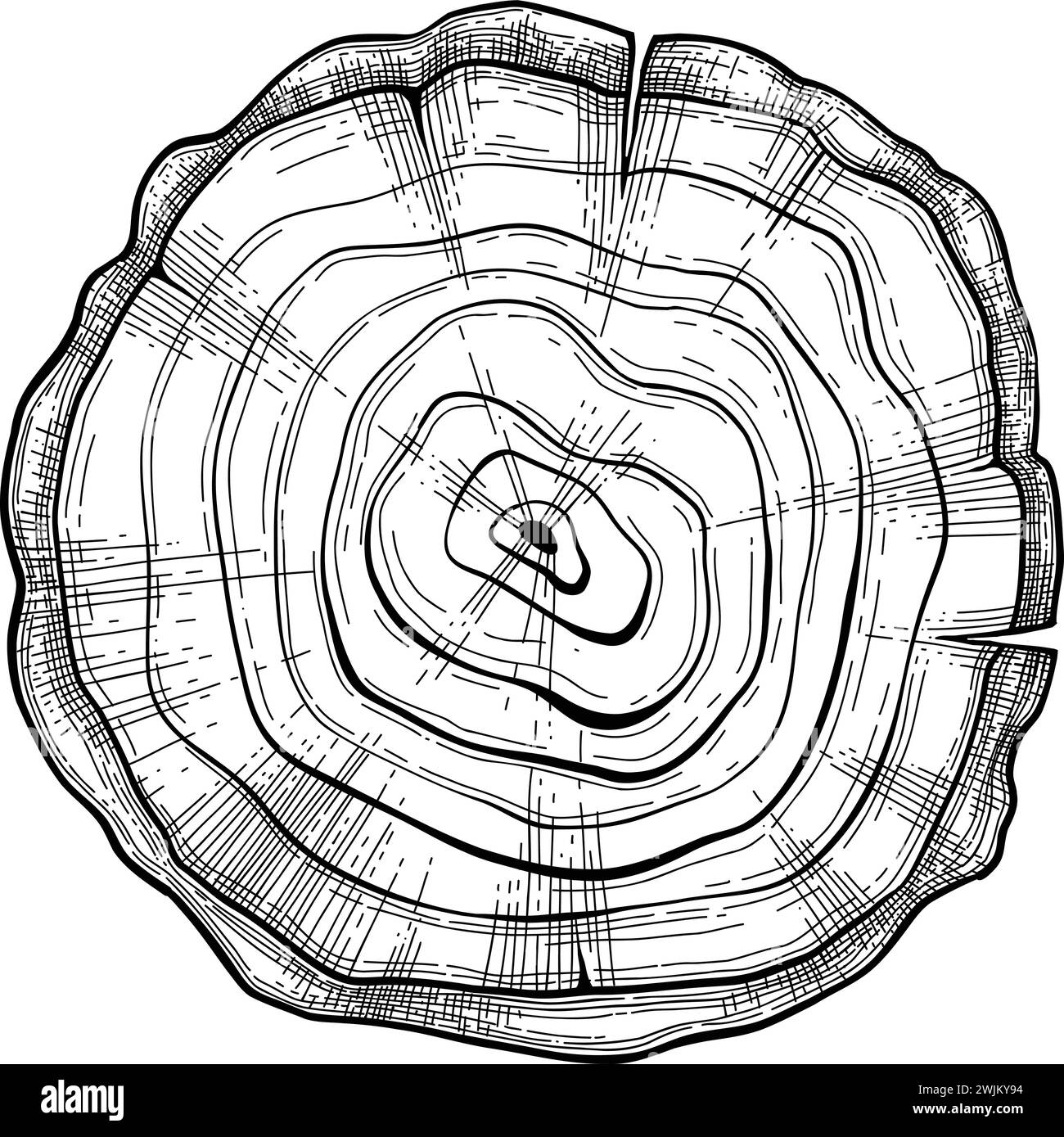 Tree stump and log vector illustrations set. Tree trunk parts top and ...