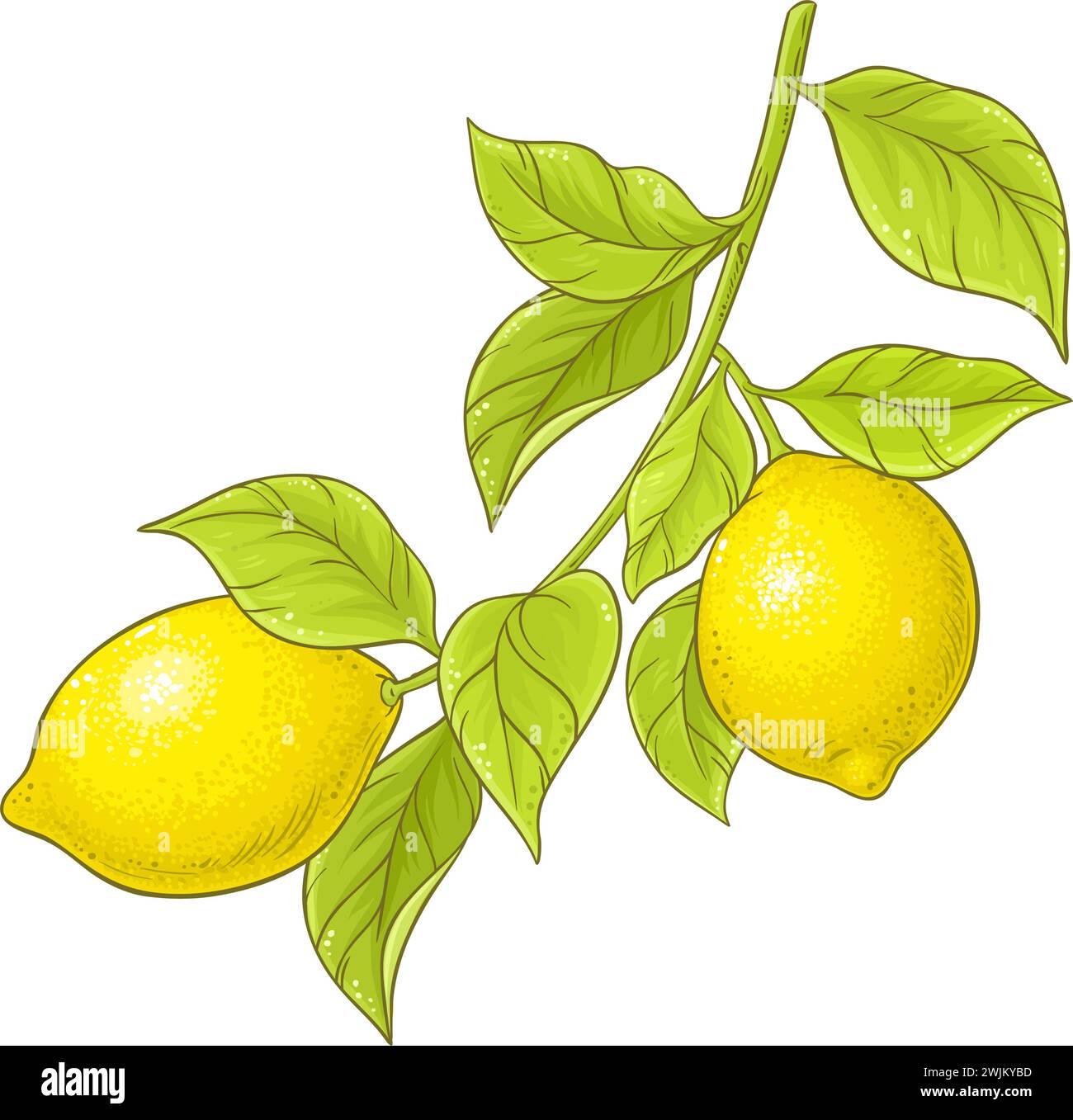 Lemon Branch Colored Detailed Illustration Stock Vector Image & Art - Alamy