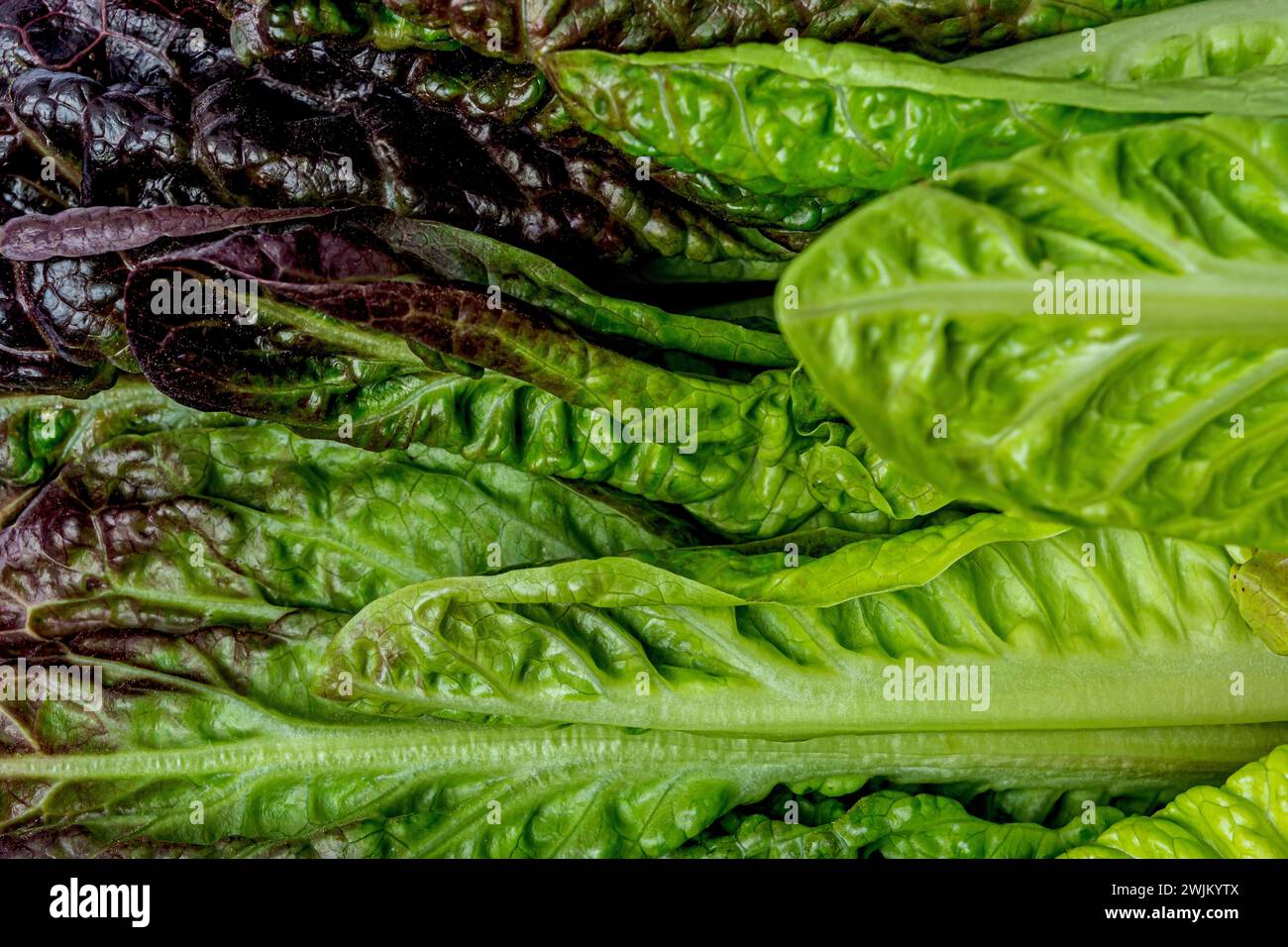 Red leaf of Romaine lettuce, texture background Stock Photo - Alamy