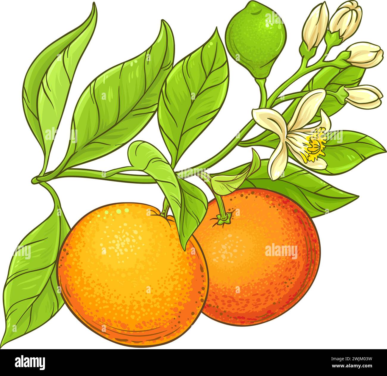 Grapefruit Branch Colored Detailed Illustration Stock Vector Image ...
