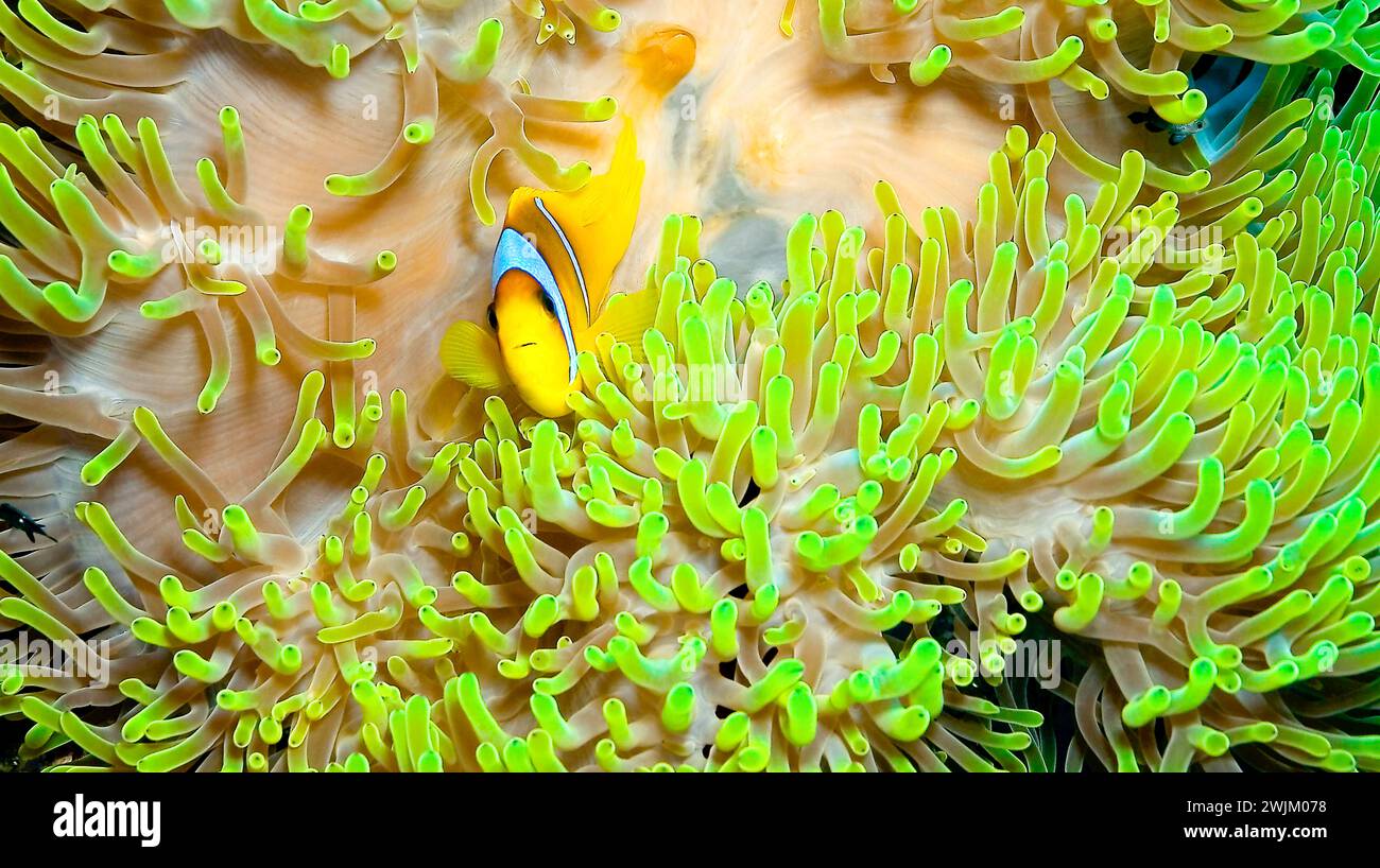 Red Sea Clownfish, Two Banded Anemonefish, Amphiprion bicintus, Coral ...