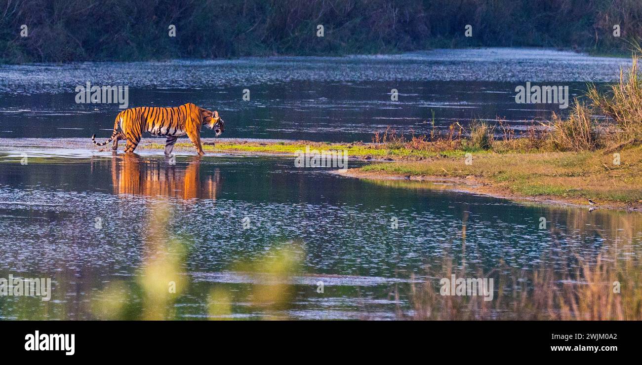 Bengal Tiger, Panthera tigris tigris, Royal Bardia National Park ...