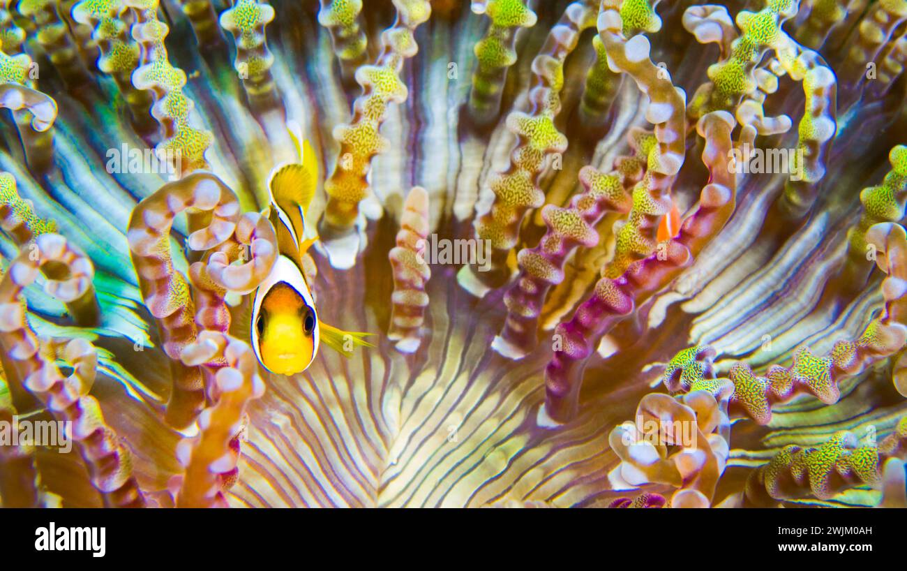 Polimas kuning hi-res stock photography and images - Alamy