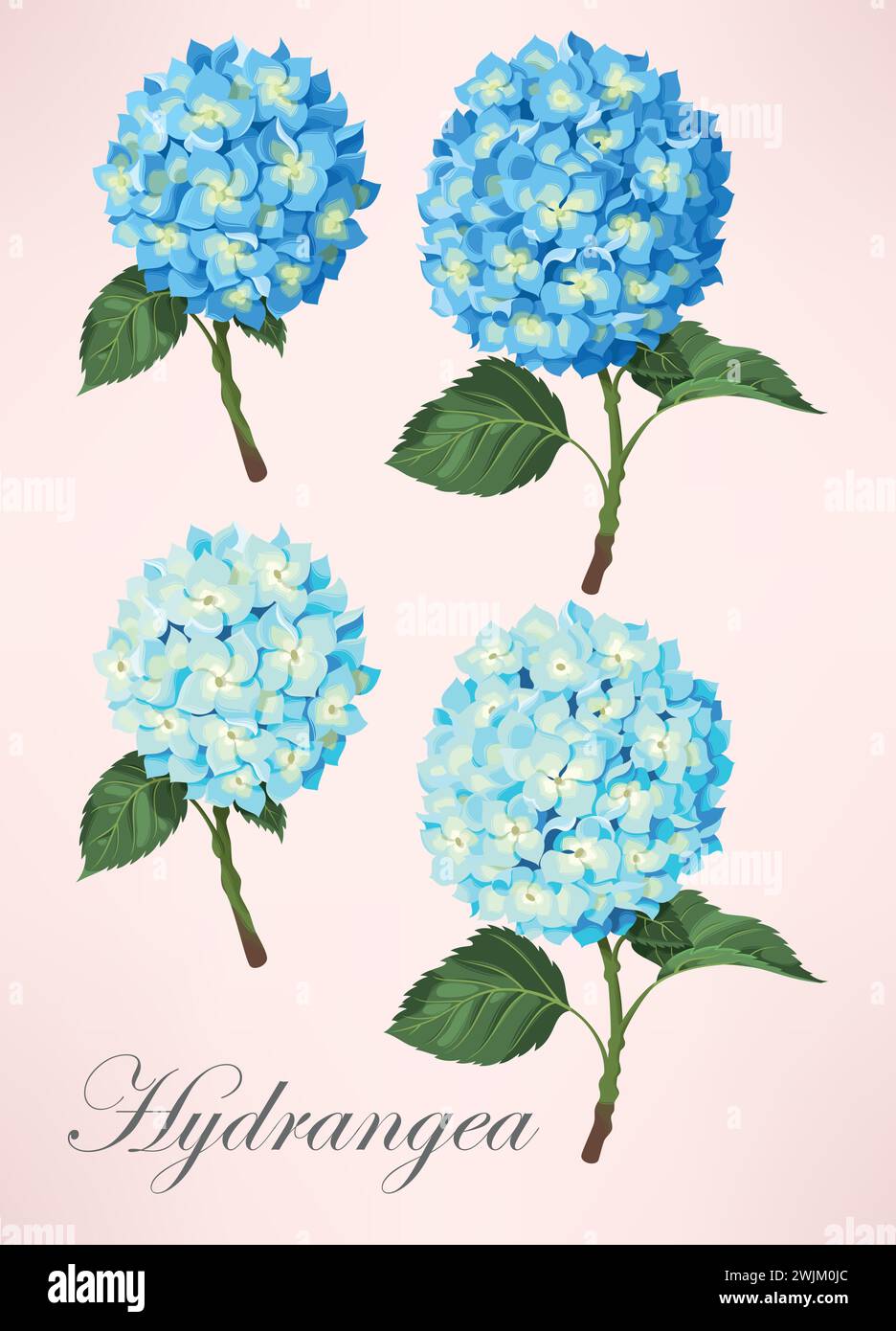 Beautiful flowers hydrangea in Stock Vector Images - Alamy