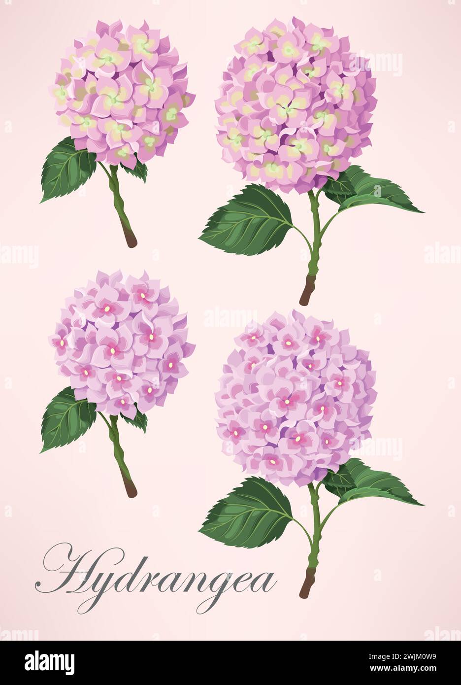 Blue beautiful hydrangea flowers Stock Vector Images - Alamy