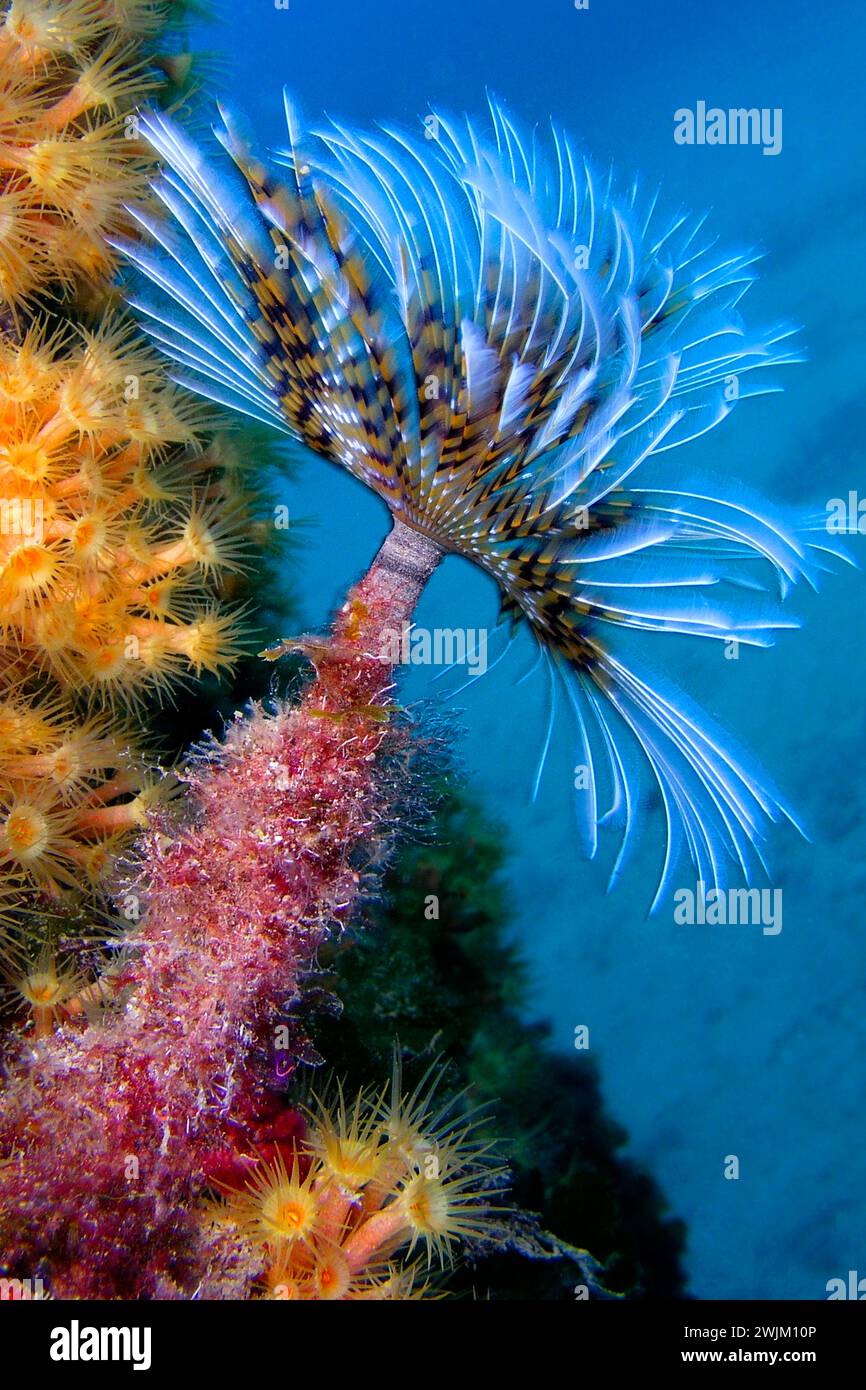 Tubeworm, Fan Worm, Spirographis, Spirographis Spallanzani, Feather ...