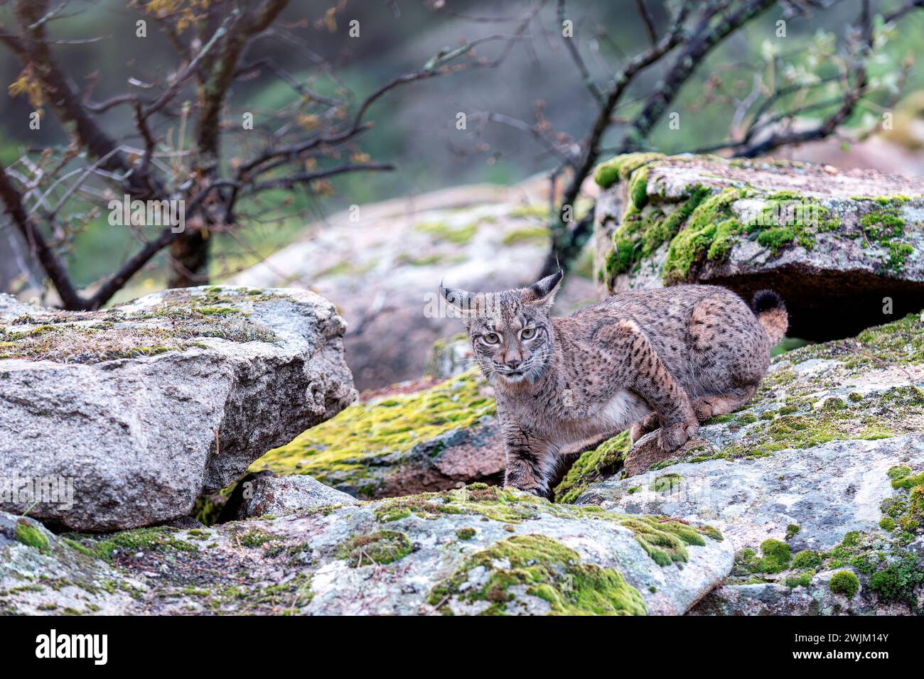 Iberian lynx hunting in the Sierra de Andujar, Spain Stock Photo - Alamy