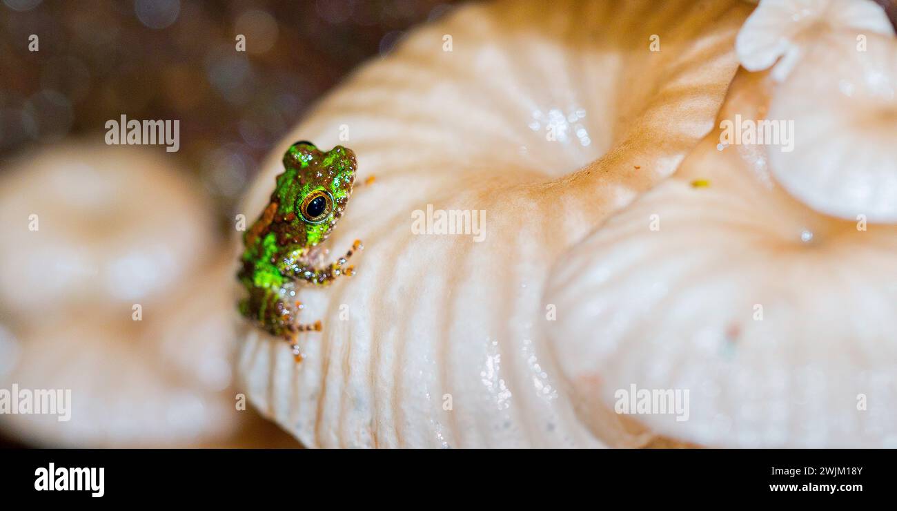 Sri Lankan Shrub Frog, Pseudophilautus, Sinharaja National Park Rain ...