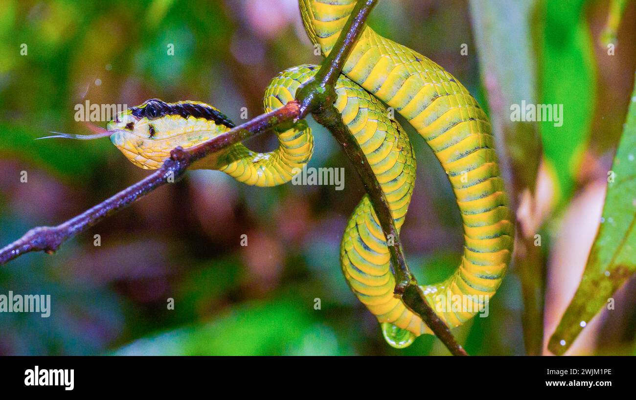 Sri Lankan Green Pit Viper, Trimeresurus trigonocephalus, Sinharaja ...