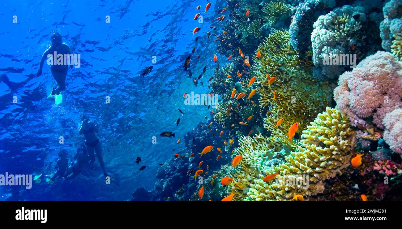 Underwater Landscape, Reef Building Corals, Coral Reef, Red Sea, Egypt ...